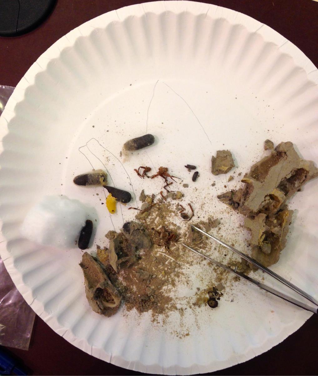 Inside One Wasp's Lair | Smithsonian Science Education Center